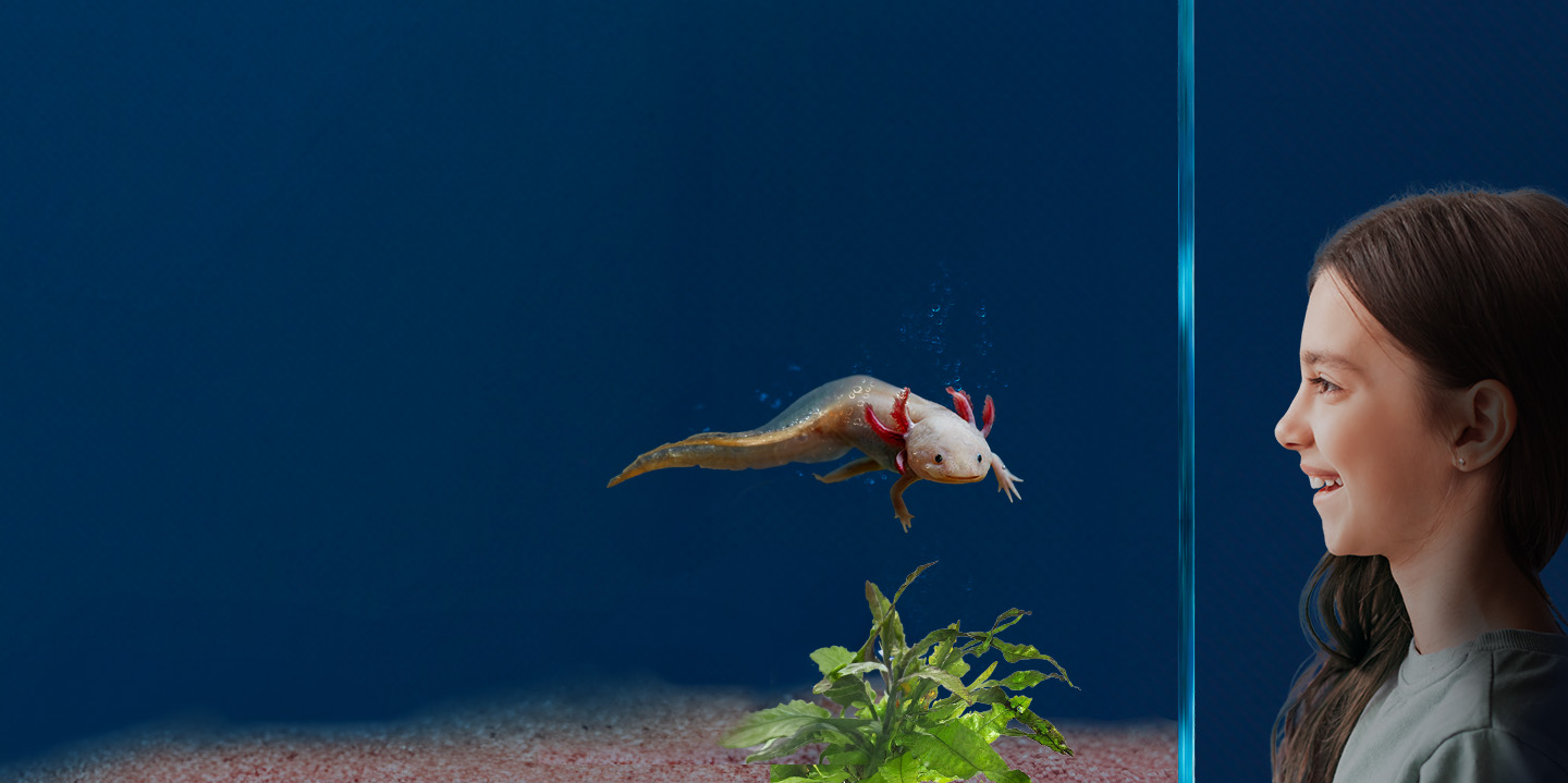 Atlantis Aquarium Madrid: Sumérgete en un Mundo Acuático