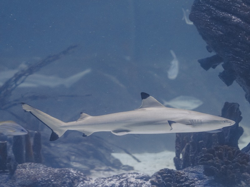 Tiburón puntas negras | Atlantis Aquarium Madrid