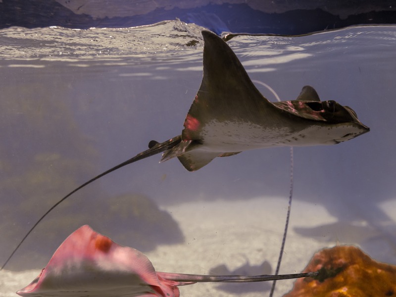 Raya látigo: Descubre su elegancia | Atlantis Aquarium Madrid